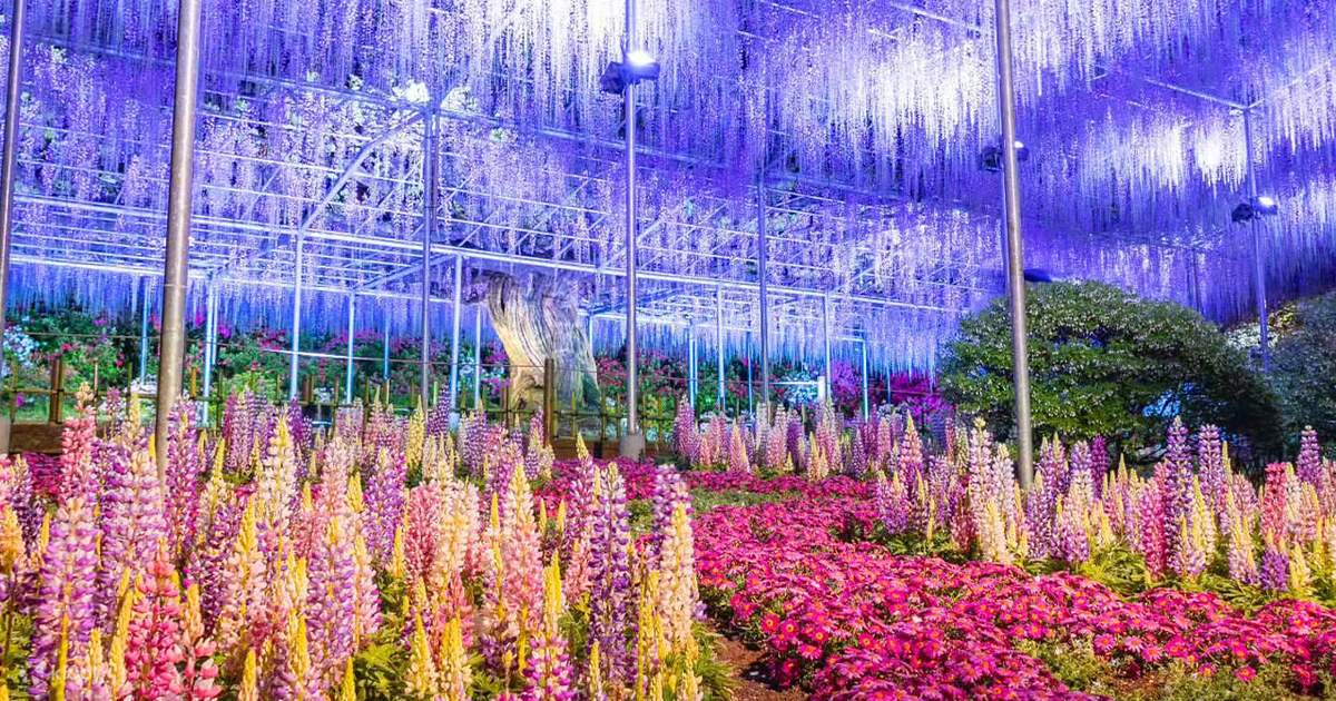 [Wisteria Story & Nemophila Ocean] Ashikaga Flower Park Night Wisteria & Hitachi Seaside Park ...